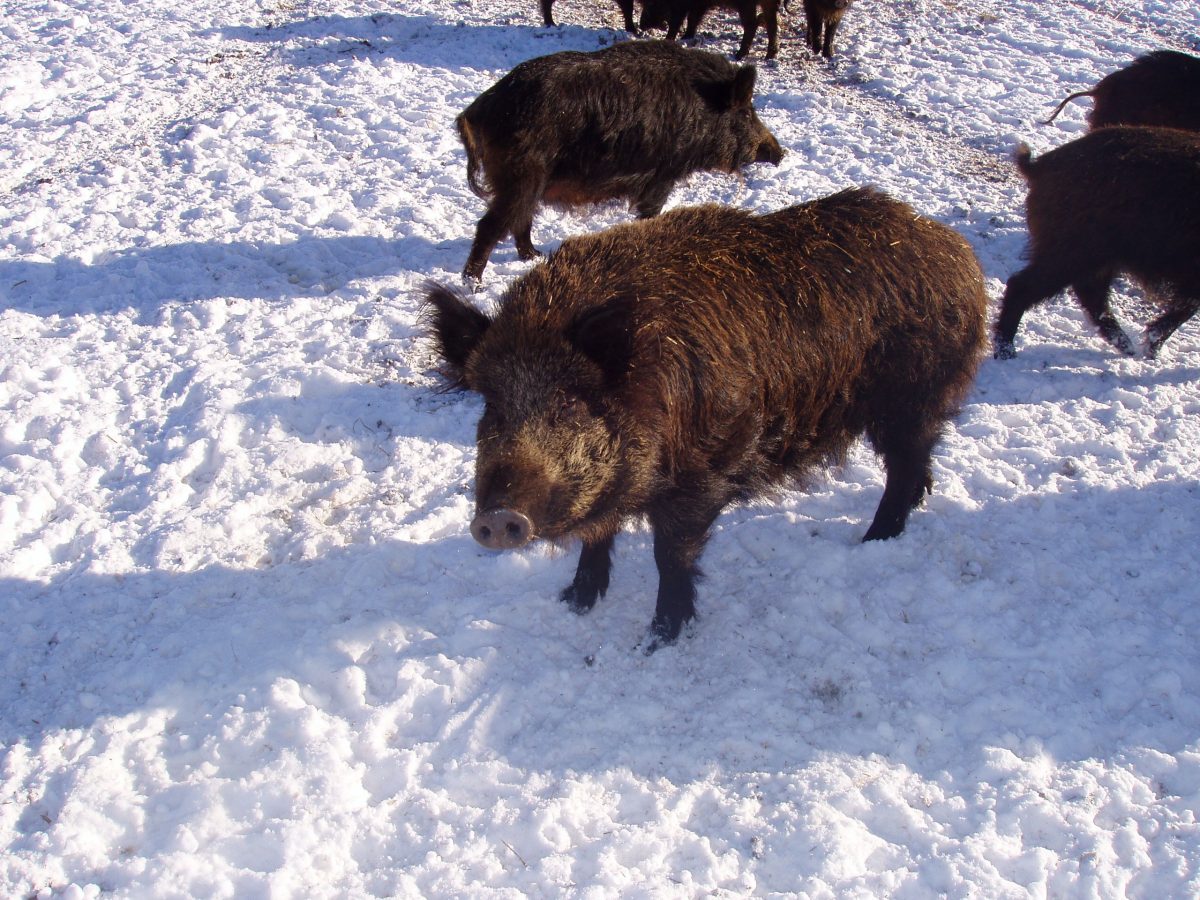 Pest & Predator Control - Yellowhead County
