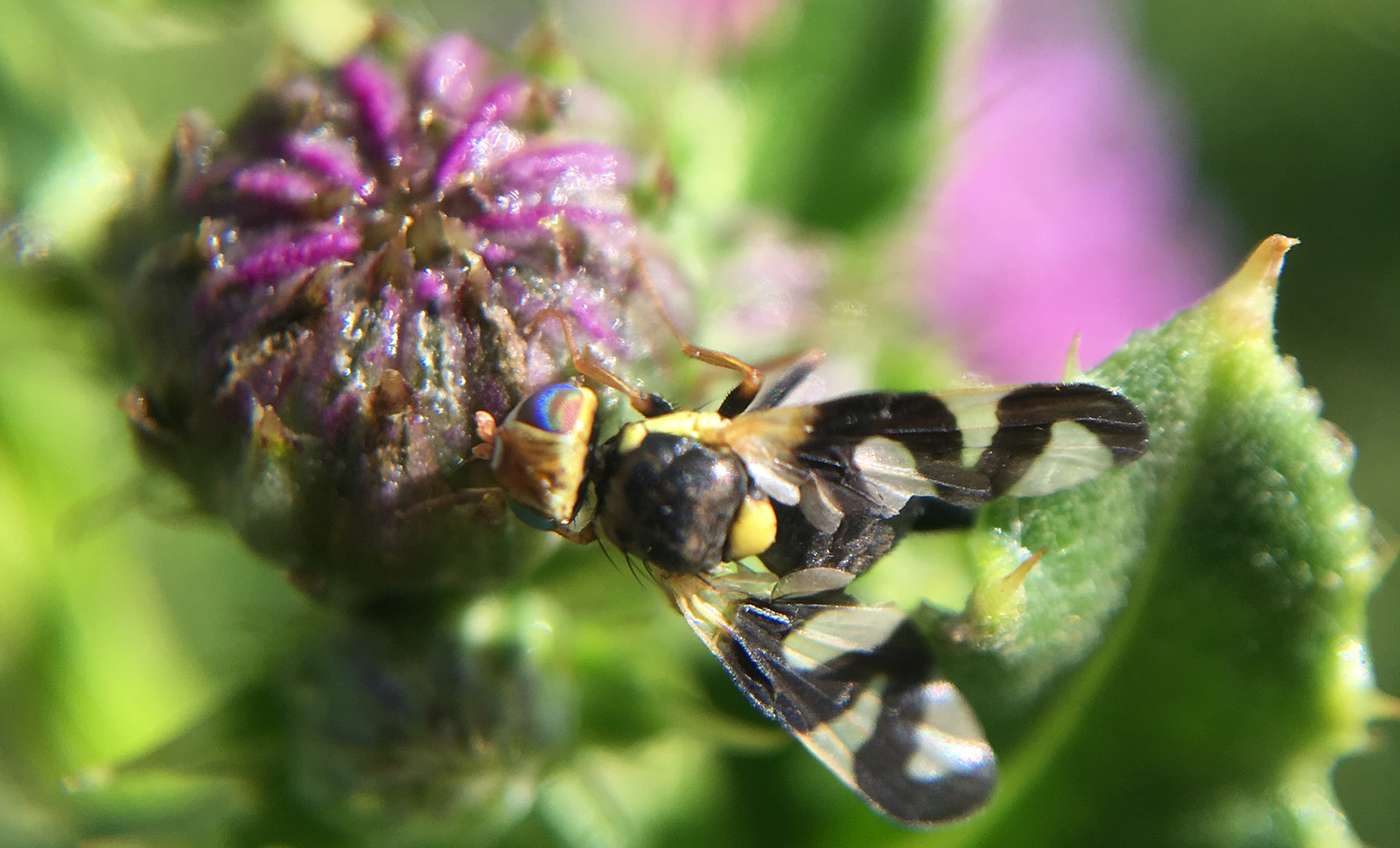 Weed Control - Yellowhead County