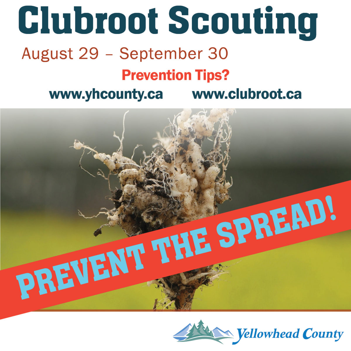 Clubroot Inspections - Yellowhead County