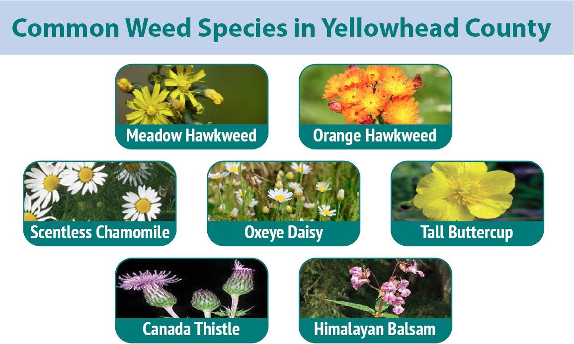 Weed Inspections to Begin in County - Yellowhead County